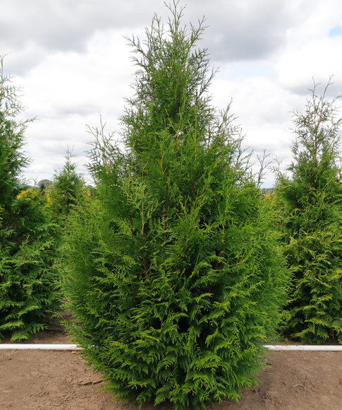 Thuja plicata Steeplechase