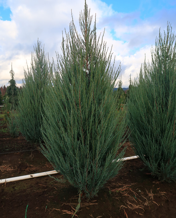 Juniperus virginiana Skyrocket