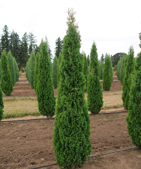Thuja occidentalis Degroot's Spire