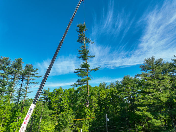 Brothers Tree Services & Landscaping | tree services near me