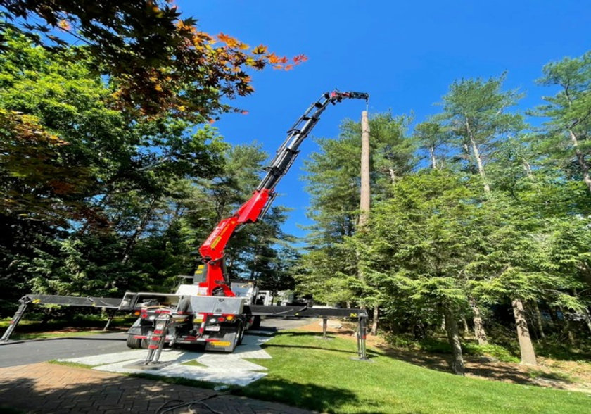 At Brothers Tree Services & Landscaping we can remove trees from anywhere.