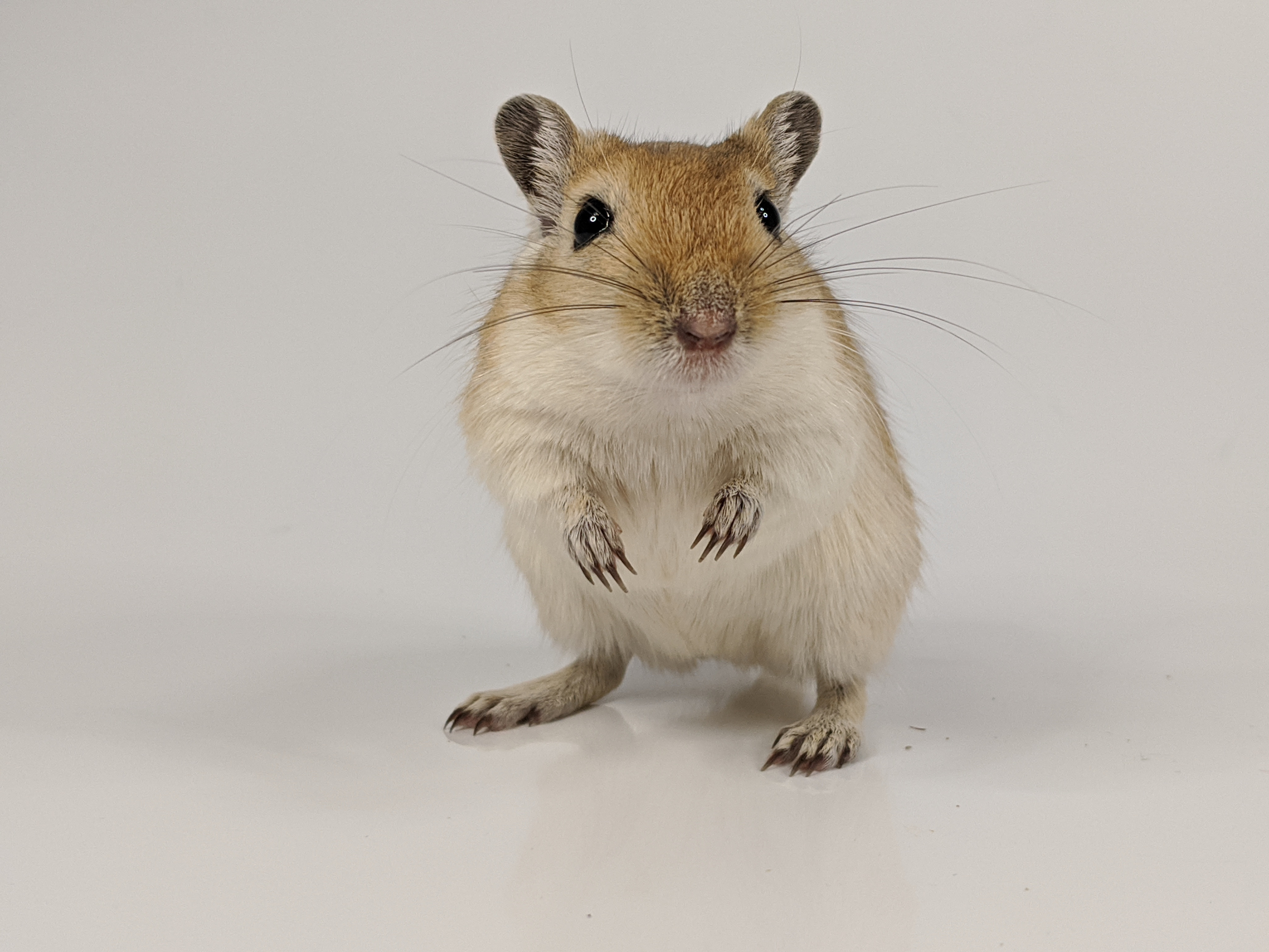 Juniper Jam Gerbils