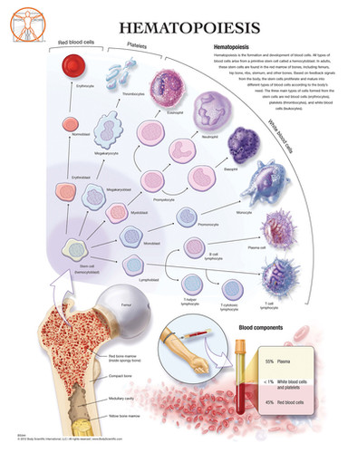 Development of Blood Cells - Anatomical Wall Chart | BSI Catalog