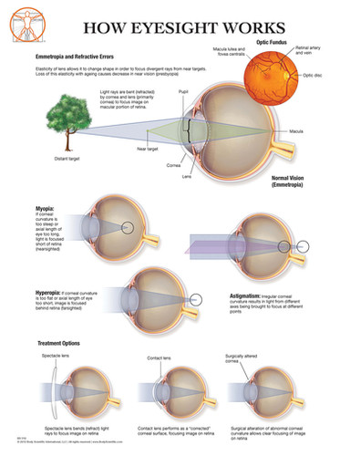 How Eyesight Works - Anatomical Wall Chart | BSI Catalog