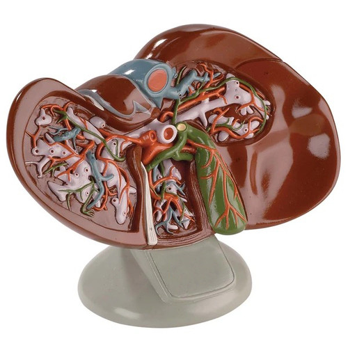Liver and Gallbladder Model | BSI Catalog