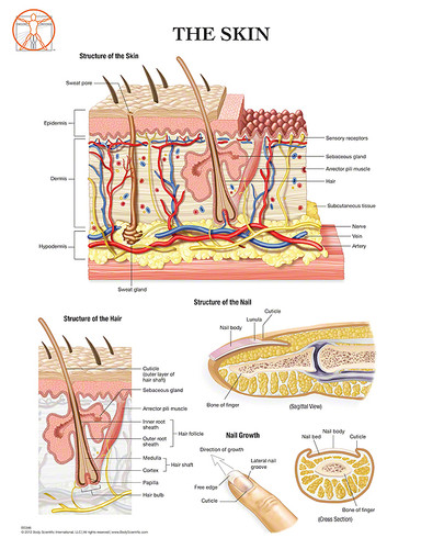 The Skin - Anatomical Wall Chart | BSI Catalog