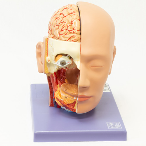 HEAD DISSECTION 4 PARTS | BSI Catalog