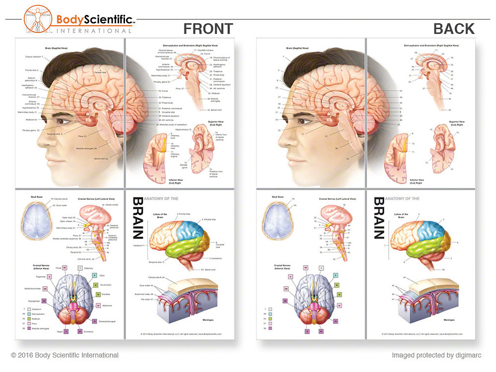 Anatomical Model & Teaching Aid Kit