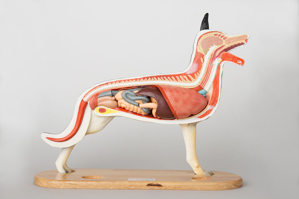 Dog Model | BSI Catalog