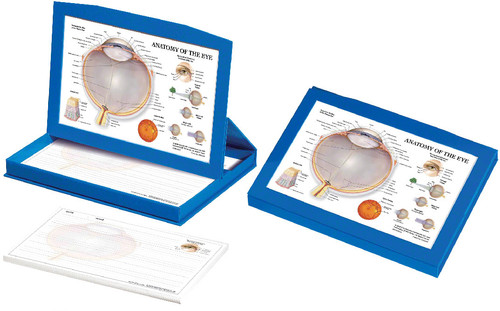 Eye Anatomy - Display Box | BSI Catalog