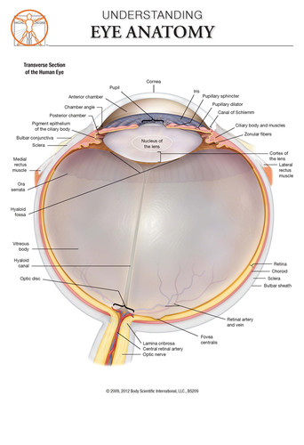 Eye Anatomy - Anatomical Wall Chart | BSI Catalog