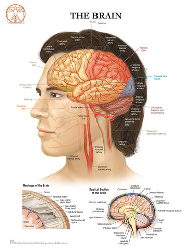 Anatomy of the Brain - Anatomical Wall Chart | BSI Catalog