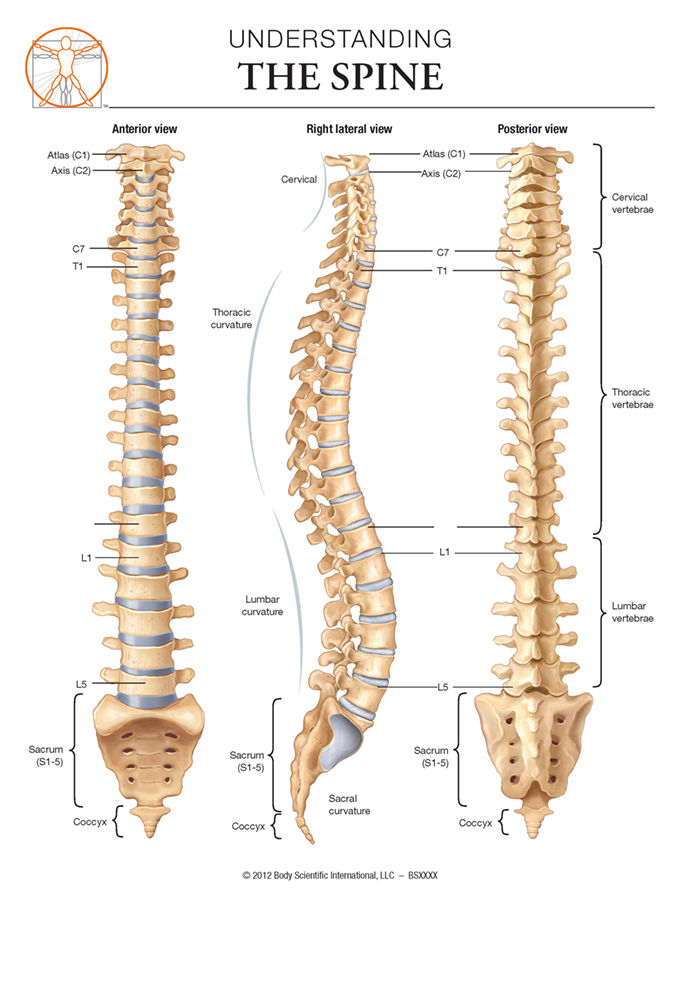 The Spine - Anatomical Wall Chart | BSI Catalog