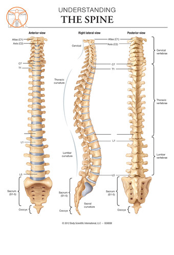 The Spine - Anatomical Wall Chart | BSI Catalog