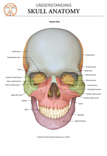 Skull Anatomy - Anatomical Wall Chart | BSI Catalog