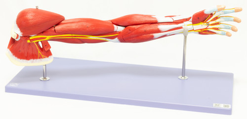 MUSCLES OF THE HUMAN ARM 7 PARTS | BSI Catalog