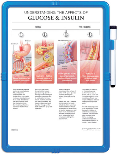 Understanding Glucose & Insulin - Wipe-off Easel | BSI Catalog
