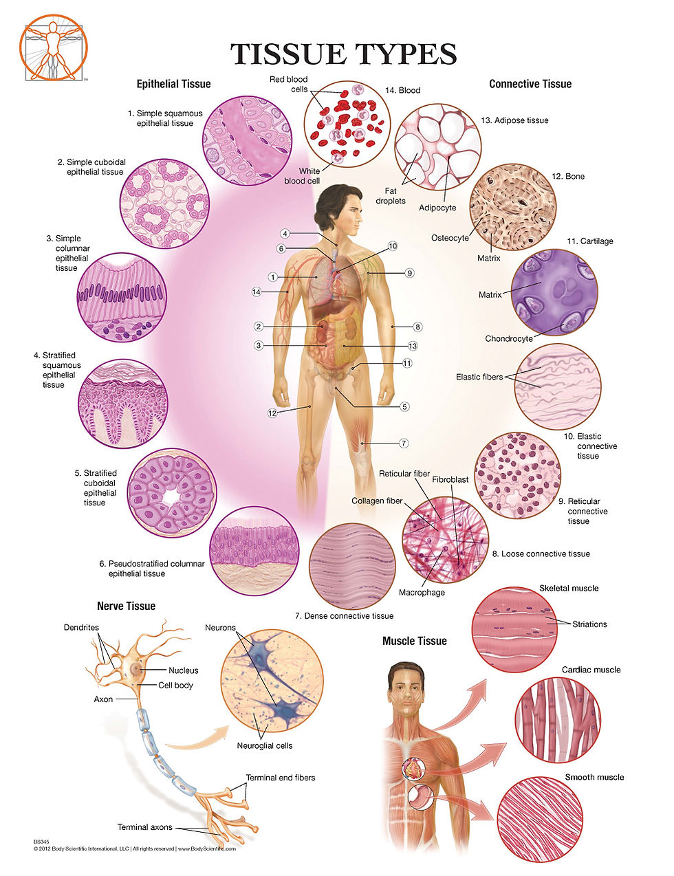 Tissue Types of the Body - Anatomical Wall Chart | BSI Catalog