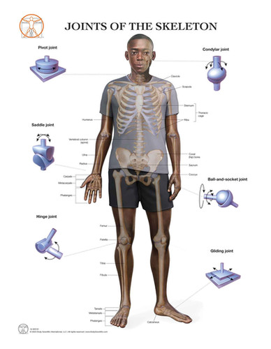 Joints of the Skeleton | BSI Catalog