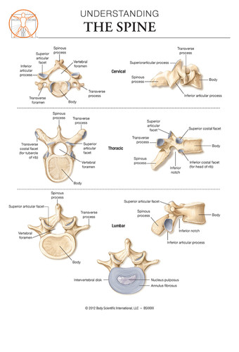 The Spine - Anatomical Wall Chart | BSI Catalog