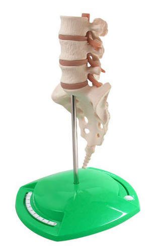 Spine and Sacrum - Model | BSI Catalog