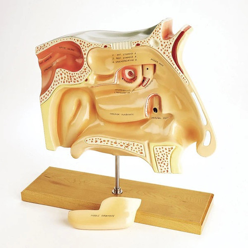 Human Sinus Model | BSI Catalog