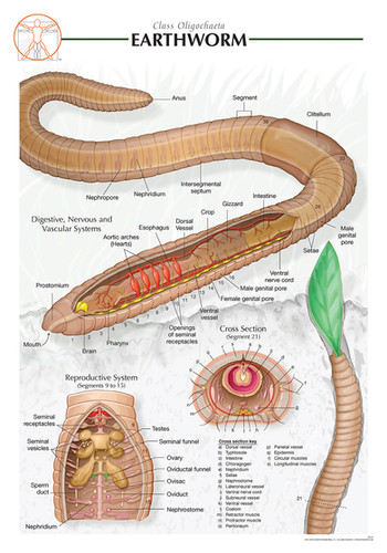 Earthworm - Biological Wall Chart | BSI Catalog