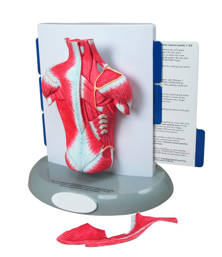 Acute Pain - Model | BSI Catalog