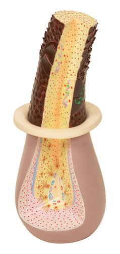 Hair Follicle - Model | BSI Catalog