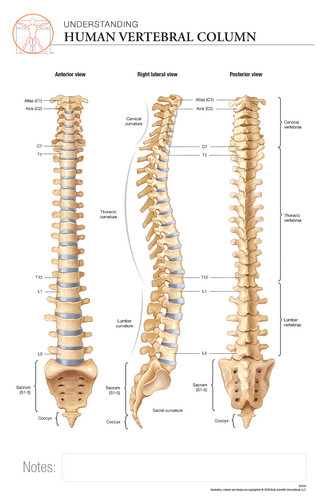 Human Vertebral Column - Anatomical Wall Chart | BSI Catalog