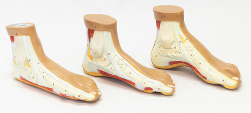 NORMAL AND ABNORMAL FEET SET OF 3 | BSI Catalog