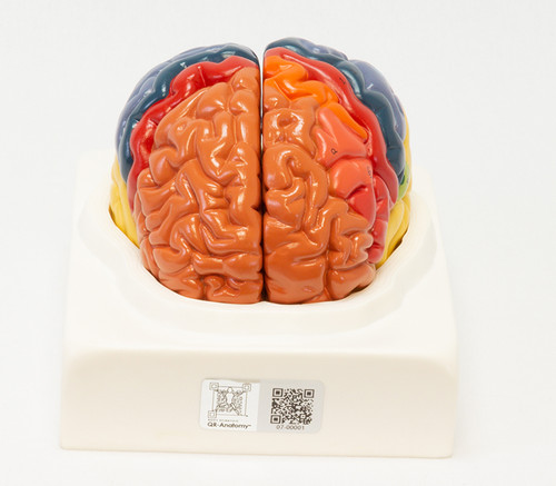 REGIONAL BRAIN 2 PARTS | BSI Catalog