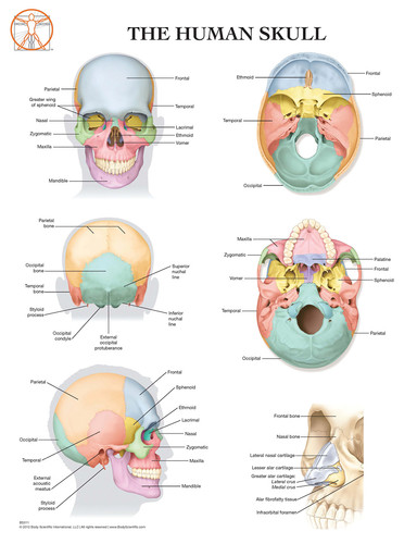 Human Skull Anatomy - Anatomical Wall Chart | BSI Catalog