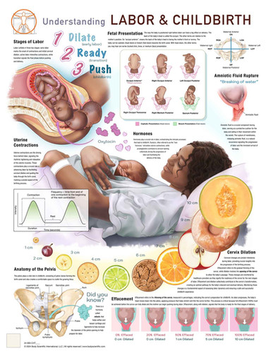 Labor and Chilbirth | BSI Catalog