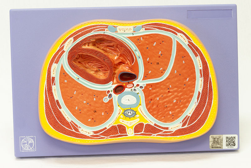 SCHEMATIC CROSS SECTION THROUGH THORAX T8 | BSI Catalog SCHEMATIC CROSS SECTION THROUGH THORAX T8 | BSI Catalog