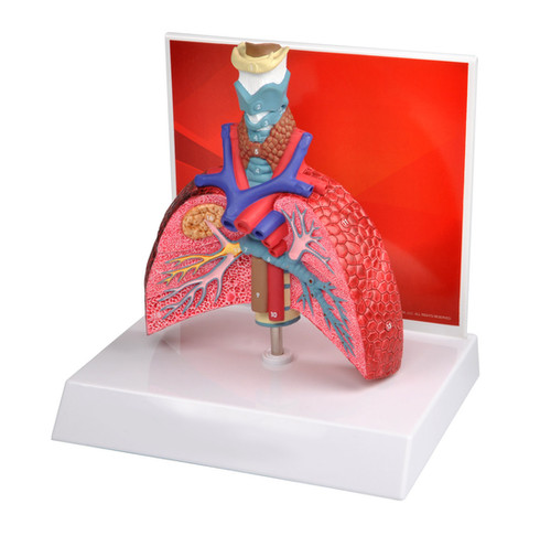 Lung Disease - Model | BSI Catalog