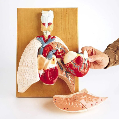 Cardiopulmonary Model | BSI Catalog