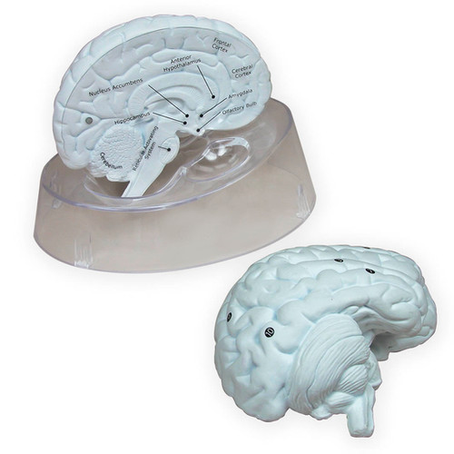 Brain Model Bsi Catalog