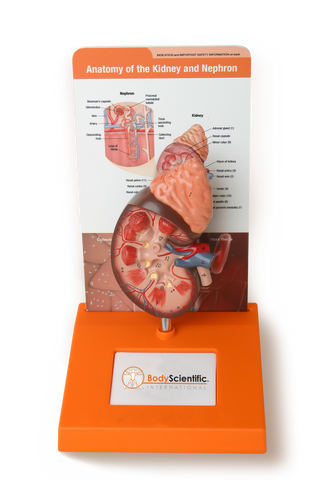 Life Size Kidney Model | BSI Catalog
