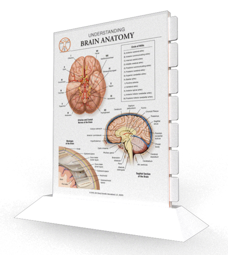 Brain Anatomy - Multi-tab Slider Model | BSI Catalog