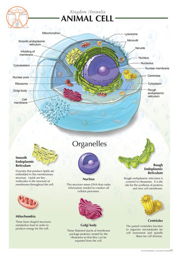 Animal Cell - Biological Wall Chart | BSI Catalog