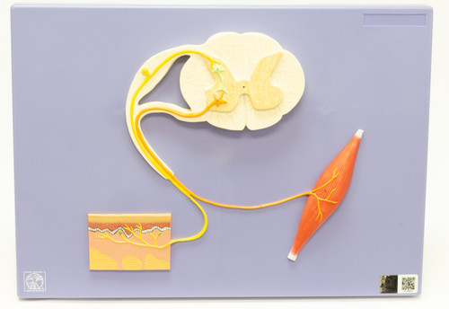 REFLEX ARC | BSI Catalog