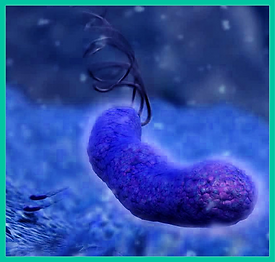 Procedimentos e Cirurgias | Centro Paulista de Endoscopia | São Paulo