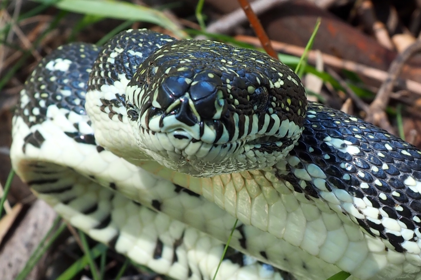 Australian Wildlife | Australia | Find My Australia