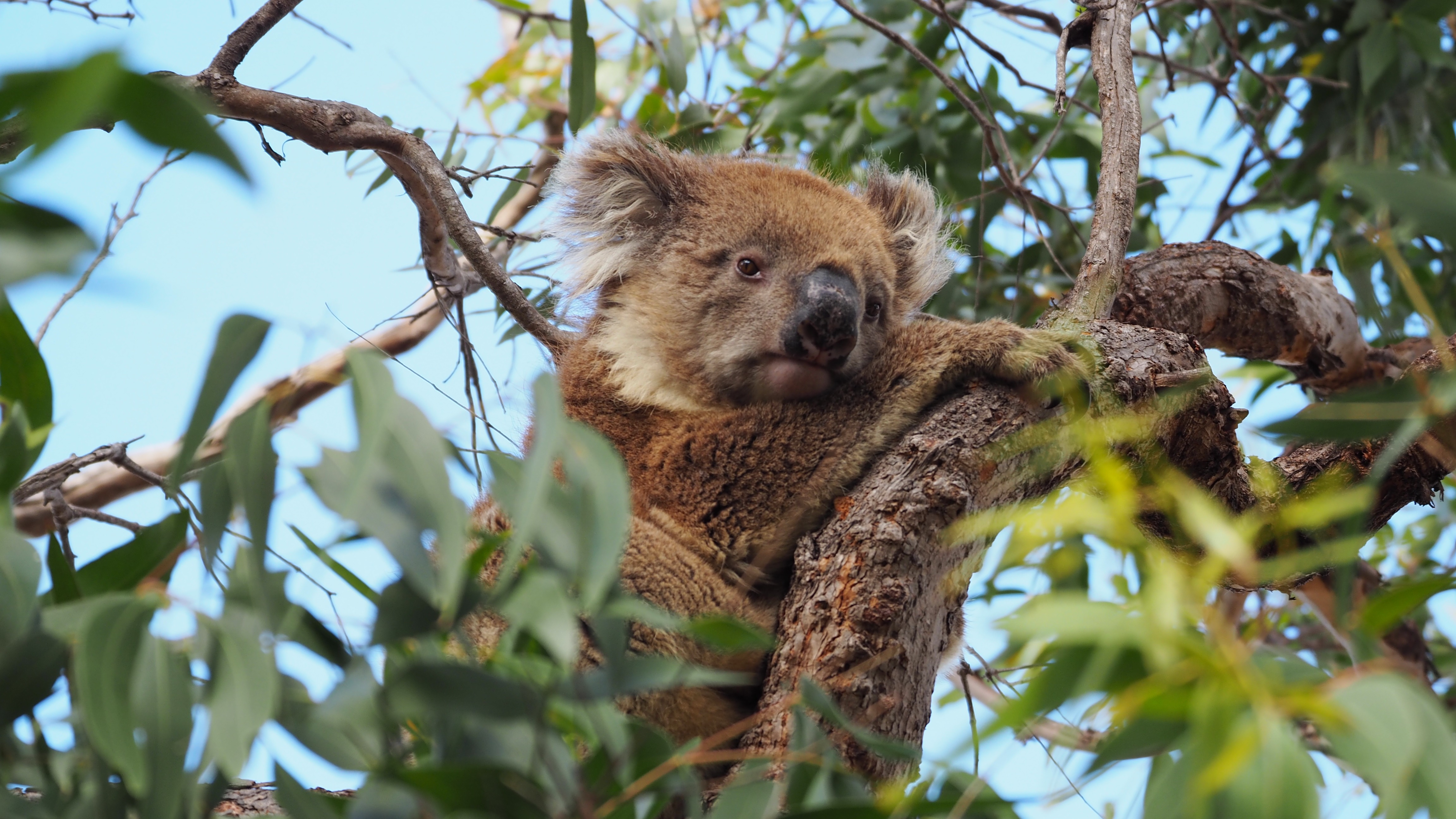 Australian Wildlife | Australia | Find My Australia