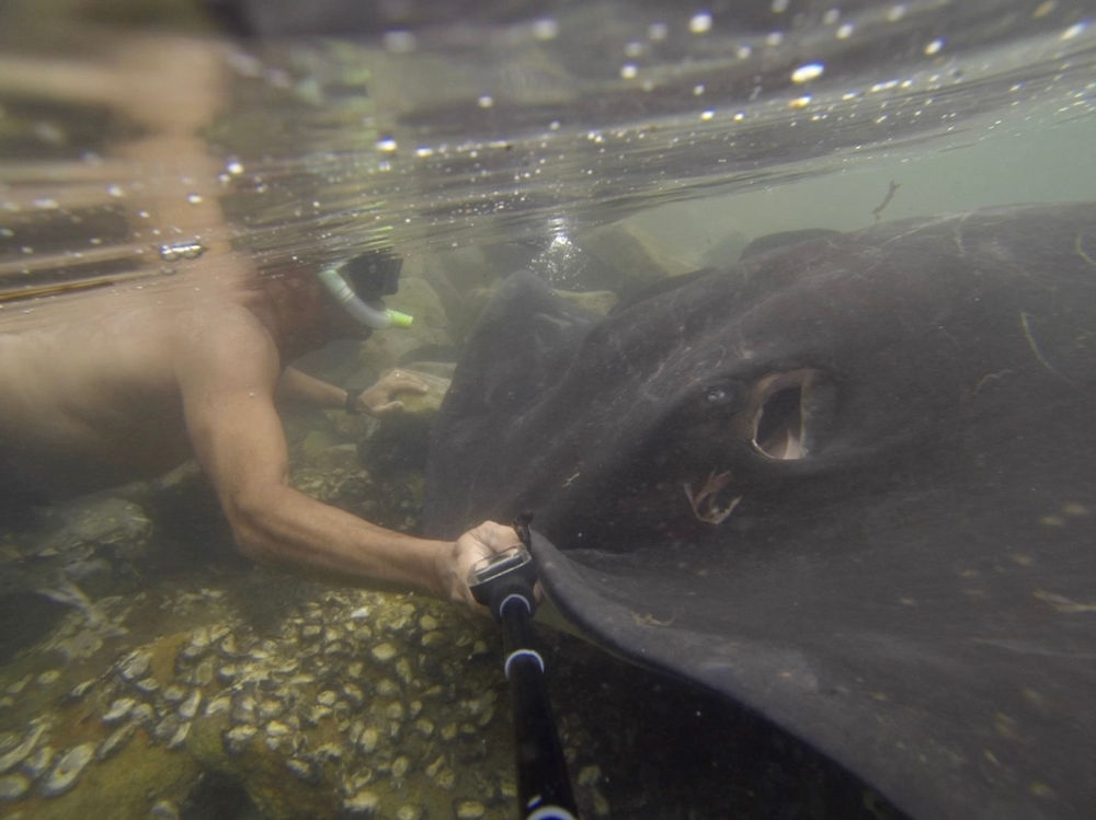 Giant Rays Down Under