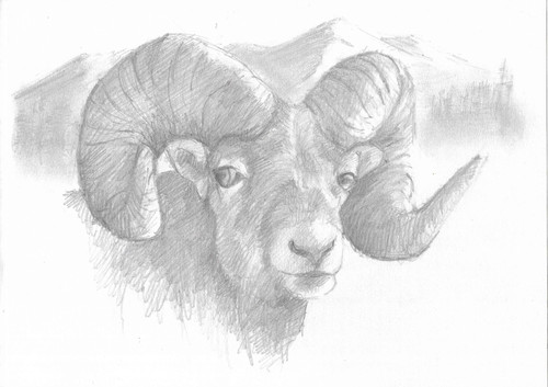 Bighorn sheep in graphite original sketch | vic-website-2017