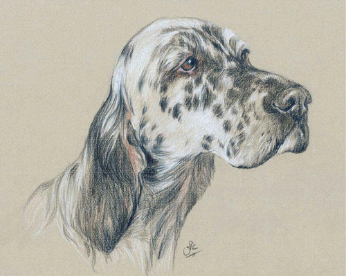 English Setter Original drawing | vic-website-2017