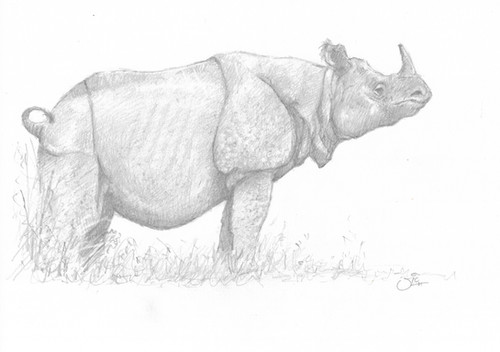 Javan Rhino in Graphite Pencil - Original Drawing | vic-website-2017
