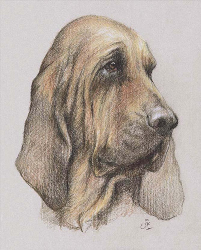 Bloodhound Original drawing | vic-website-2017